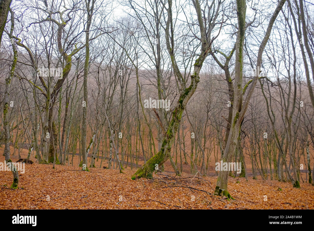 Hoia baciu forest hi-res stock photography and images - Alamy