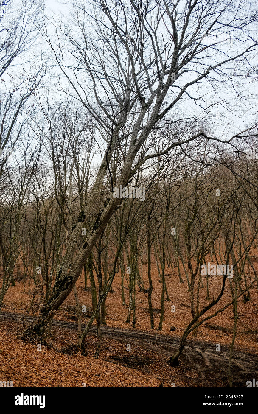 Hoia baciu forest, cluj napoca, romania hi-res stock photography and ...