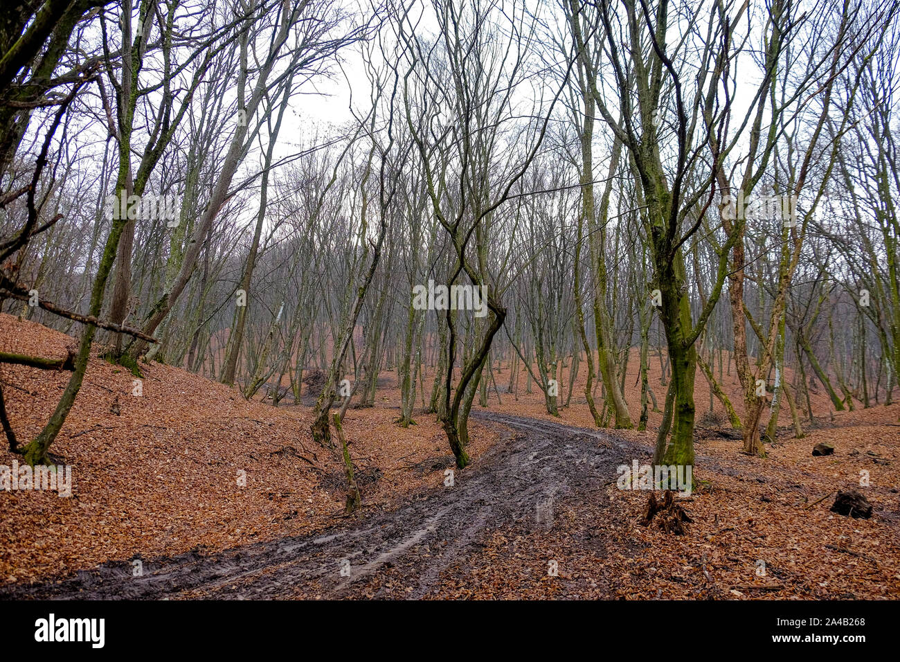 Hoia Baciu Forest. The World Most Haunted Forest with a reputation for ...