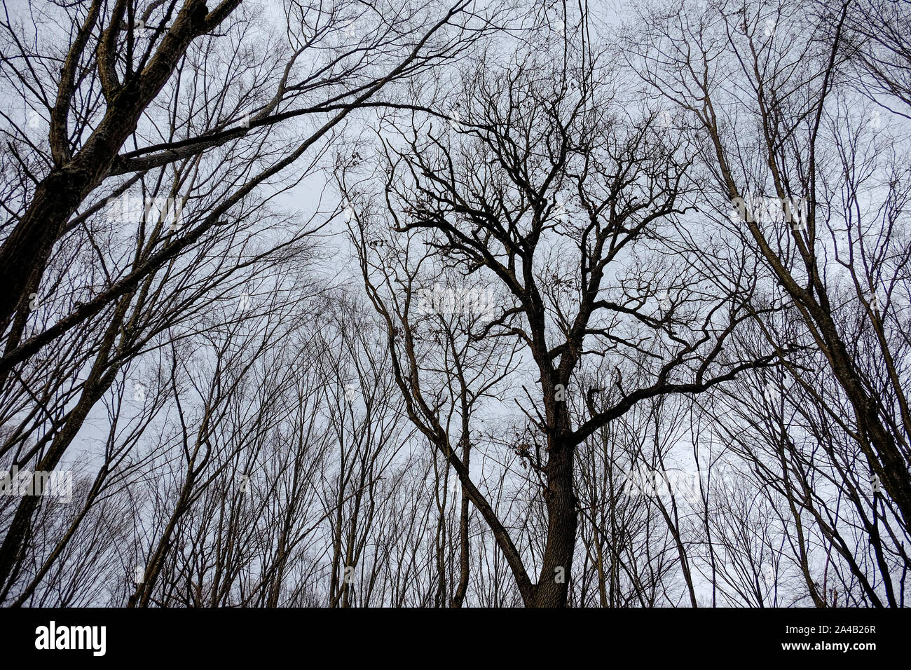 Hoia Baciu Forest. The World Most Haunted Forest with a reputation for ...