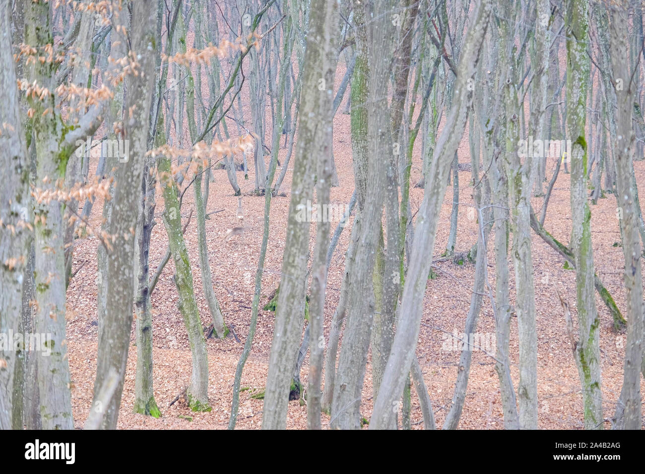 Hoia Baciu Forest. The World Most Haunted Forest with a reputation for ...