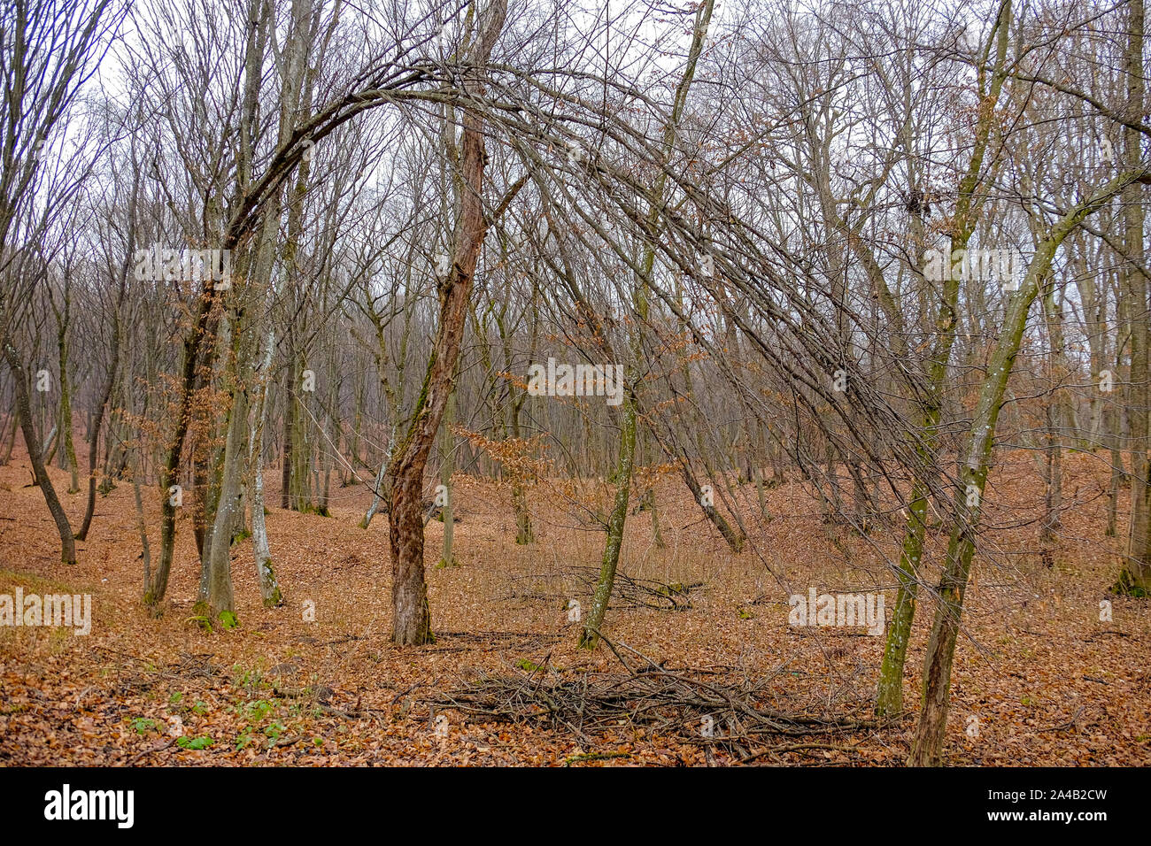 Hoia Baciu Forest. The World Most Haunted Forest with a reputation for ...