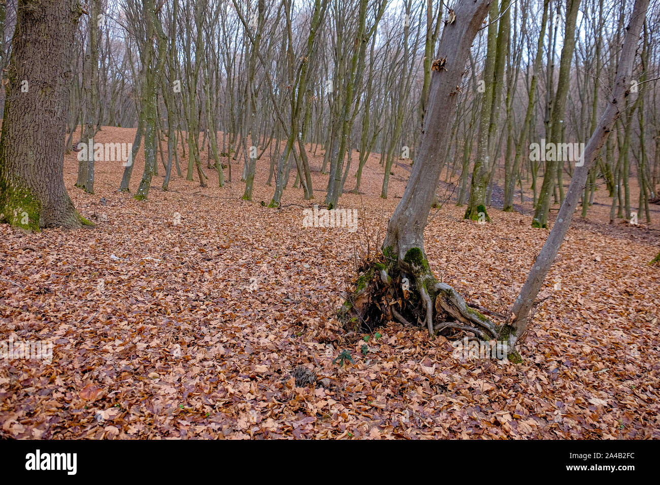 Hoia Baciu Forest. The World Most Haunted Forest with a reputation for ...