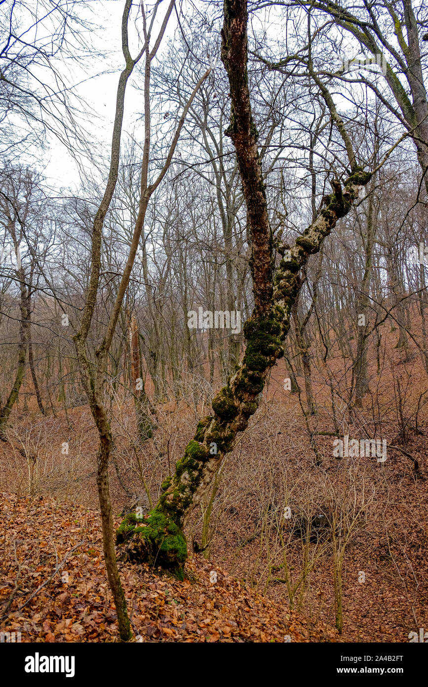 Hoia Baciu Forest. The World Most Haunted Forest with a reputation for ...