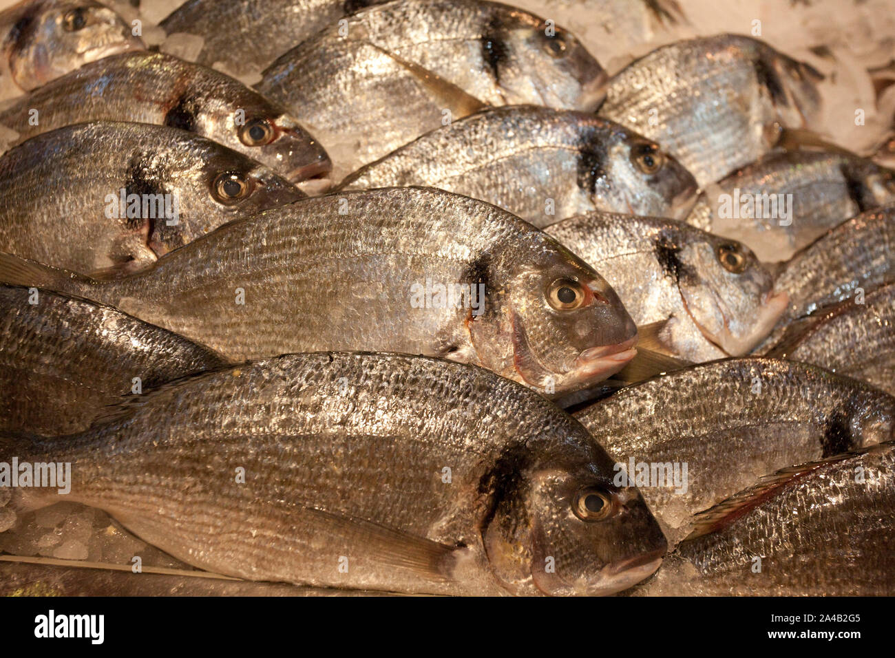 Fish all lined up at fishmongers Stock Photo - Alamy