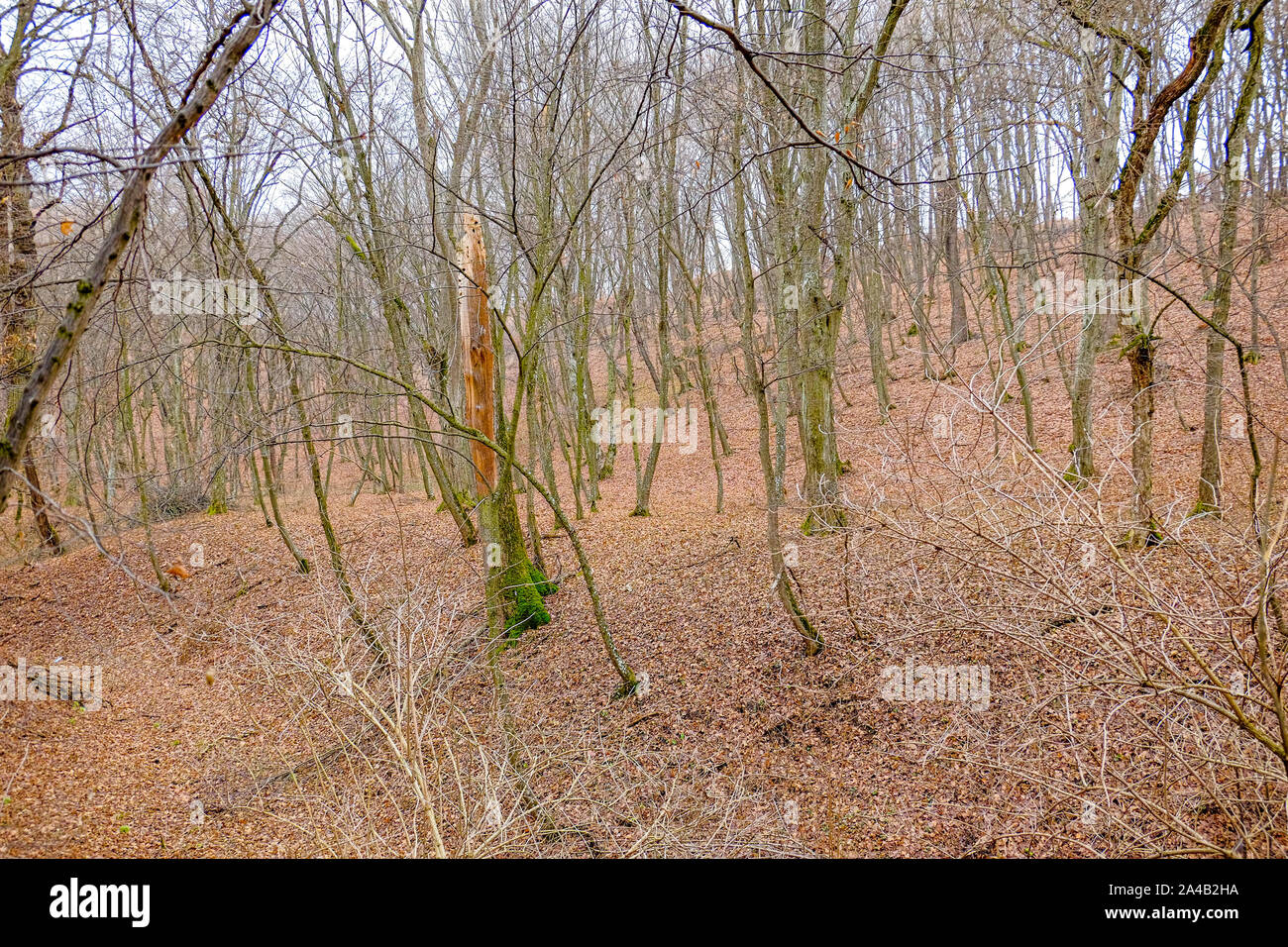 Hoia Baciu Forest. The World Most Haunted Forest with a reputation for ...