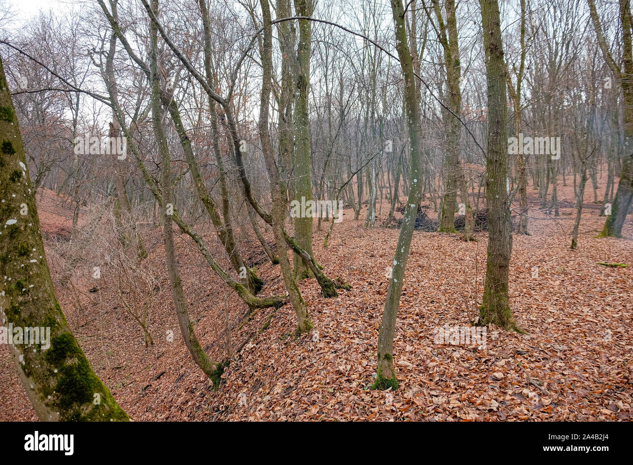 Hoia Baciu Forest. The World Most Haunted Forest with a reputation for ...