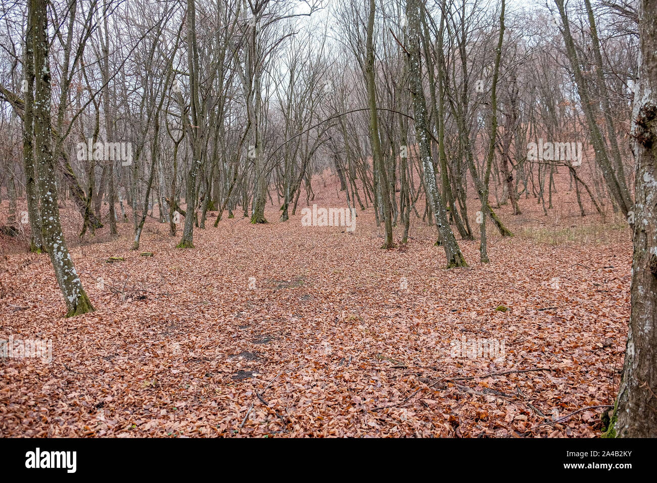 Hoia Baciu Forest. The World Most Haunted Forest with a reputation for ...