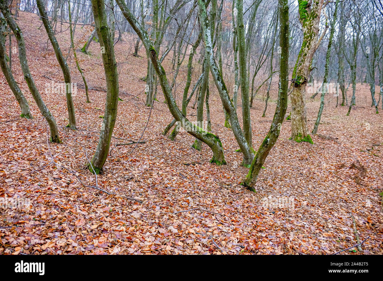 Hoia Baciu Forest. The World Most Haunted Forest with a reputation for ...
