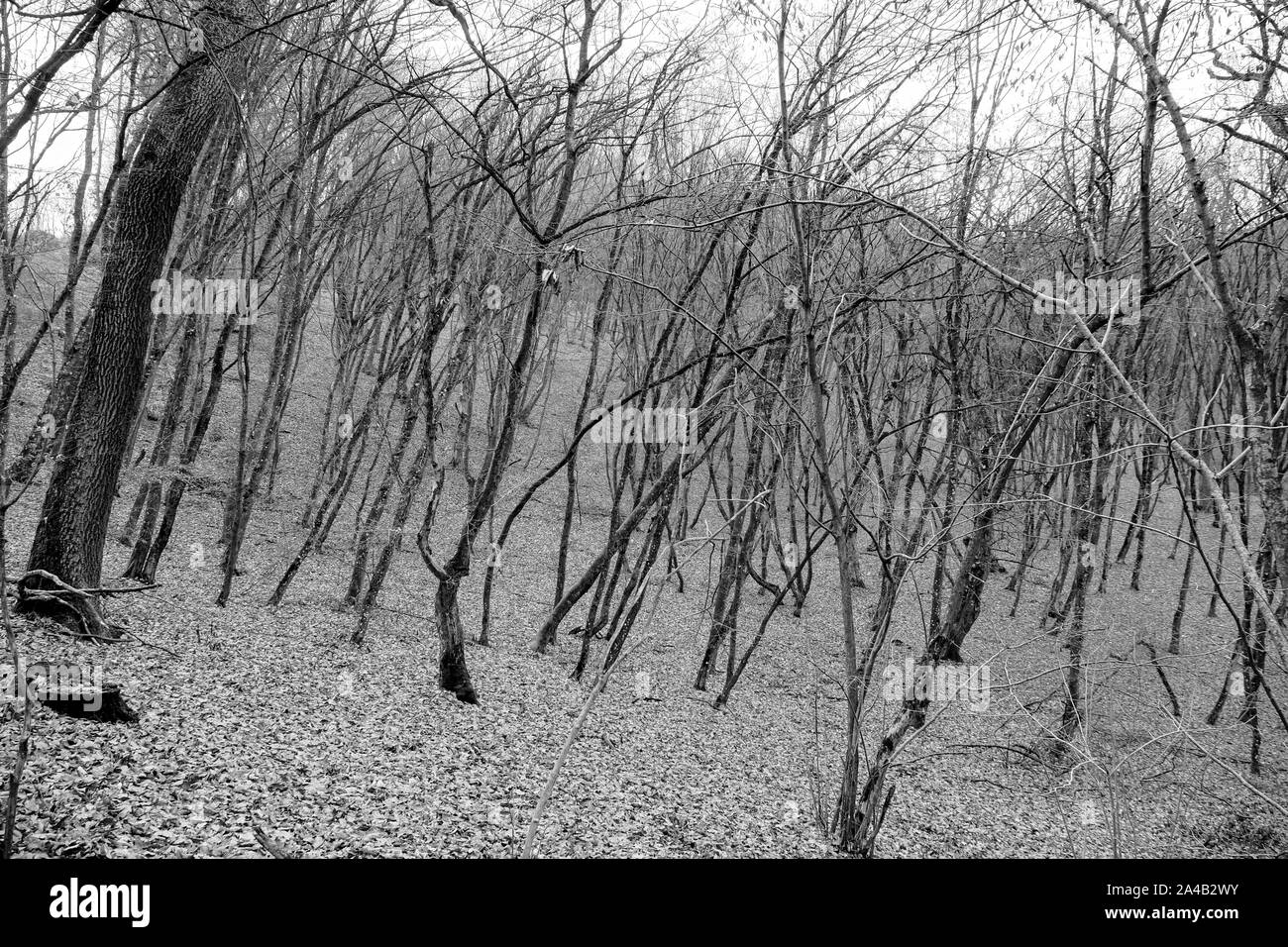 Hoia Baciu Forest. The World Most Haunted Forest with a reputation for ...
