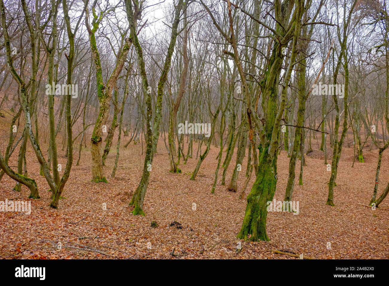 Hoia Baciu Forest. The World Most Haunted Forest with a reputation for ...