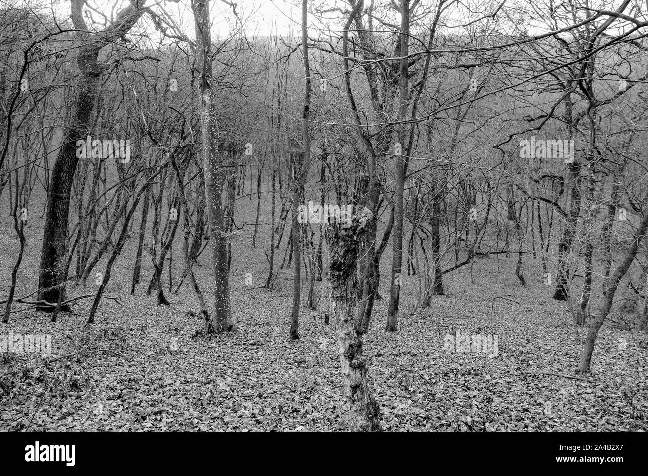 Hoia Baciu Forest. The World Most Haunted Forest with a reputation for ...