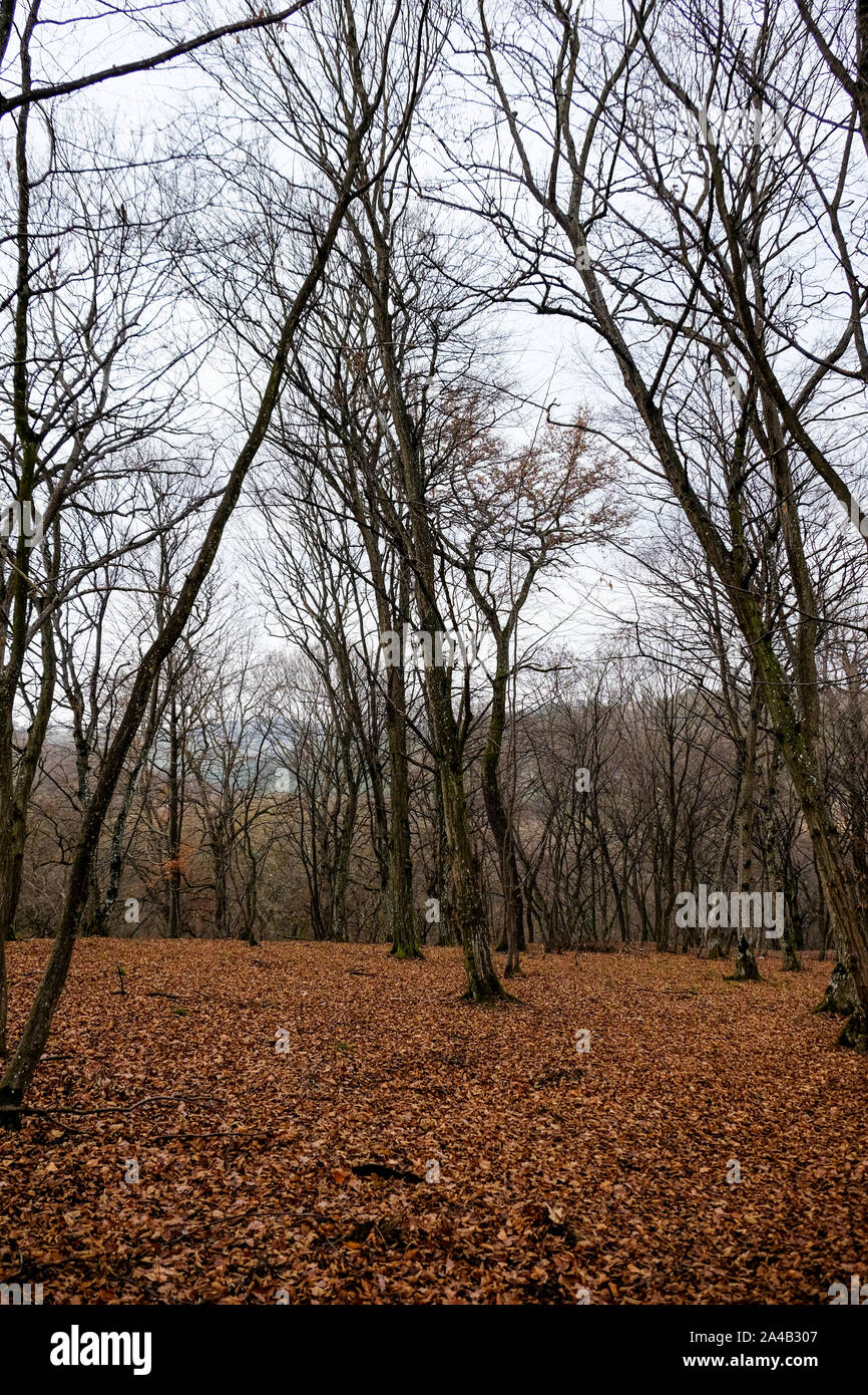Hoia Baciu Forest. The World Most Haunted Forest with a reputation for ...