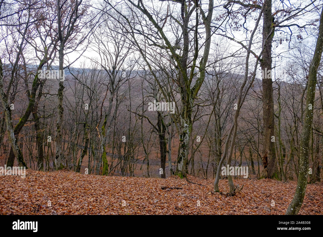 Hoia Baciu Forest. The World Most Haunted Forest with a reputation for ...