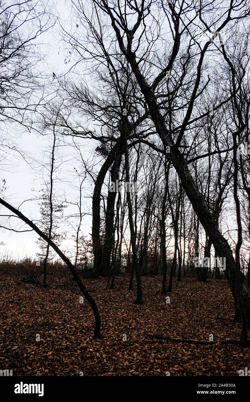 Hoia Baciu Forest. The World Most Haunted Forest with a reputation for ...