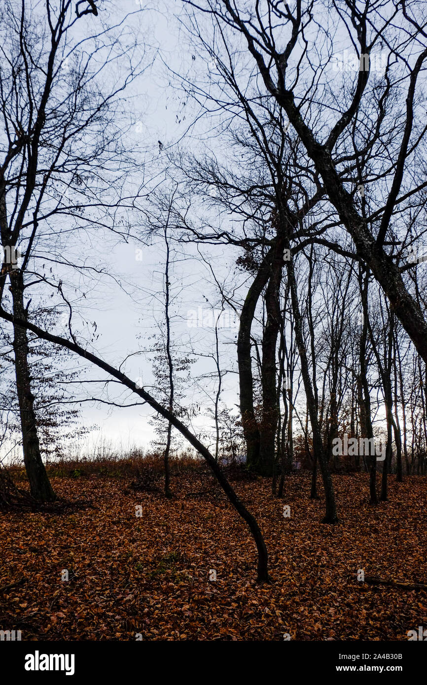 Hoia Baciu Forest. The World Most Haunted Forest with a reputation for ...