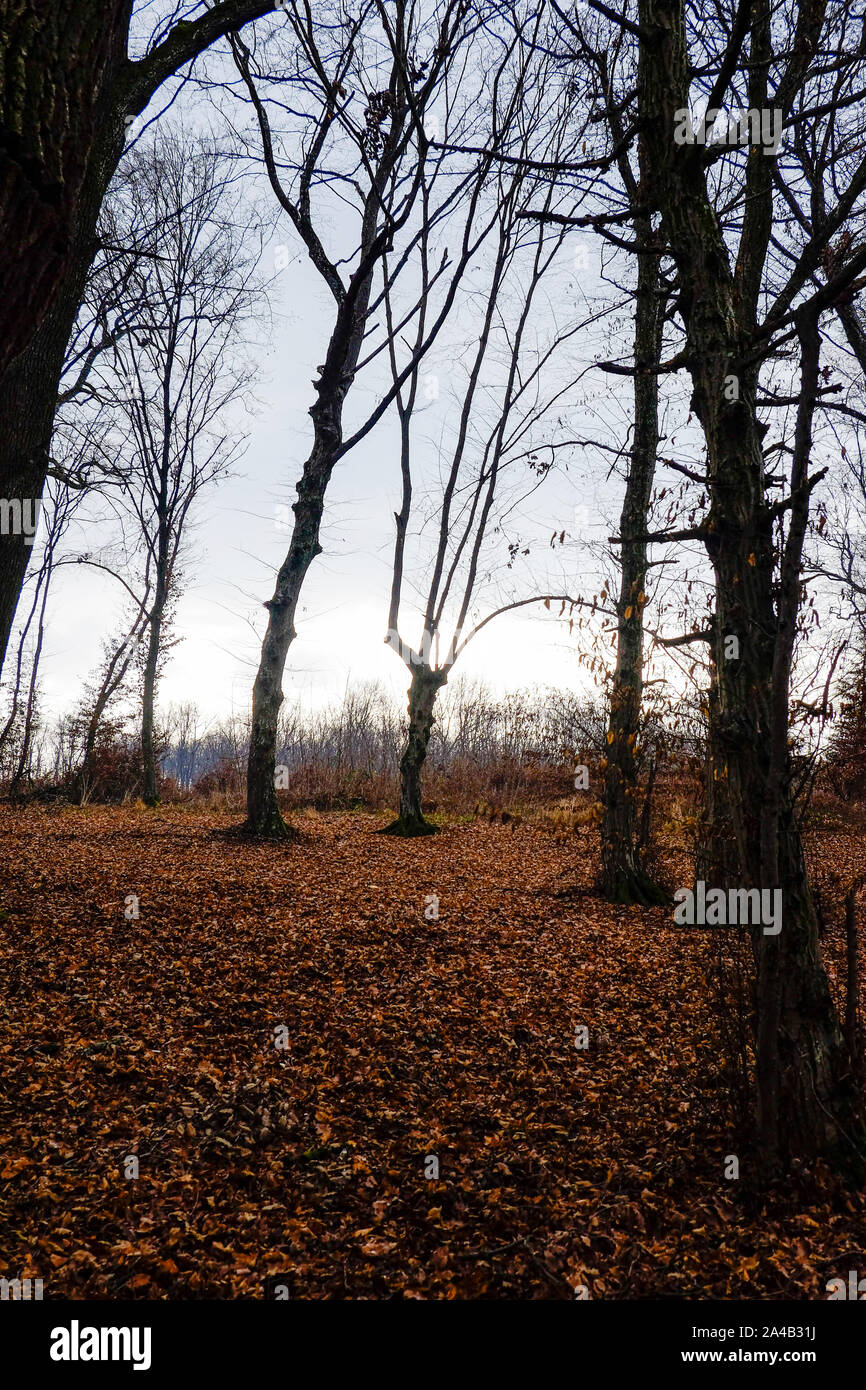 Hoia Baciu Forest. The World Most Haunted Forest with a reputation for ...