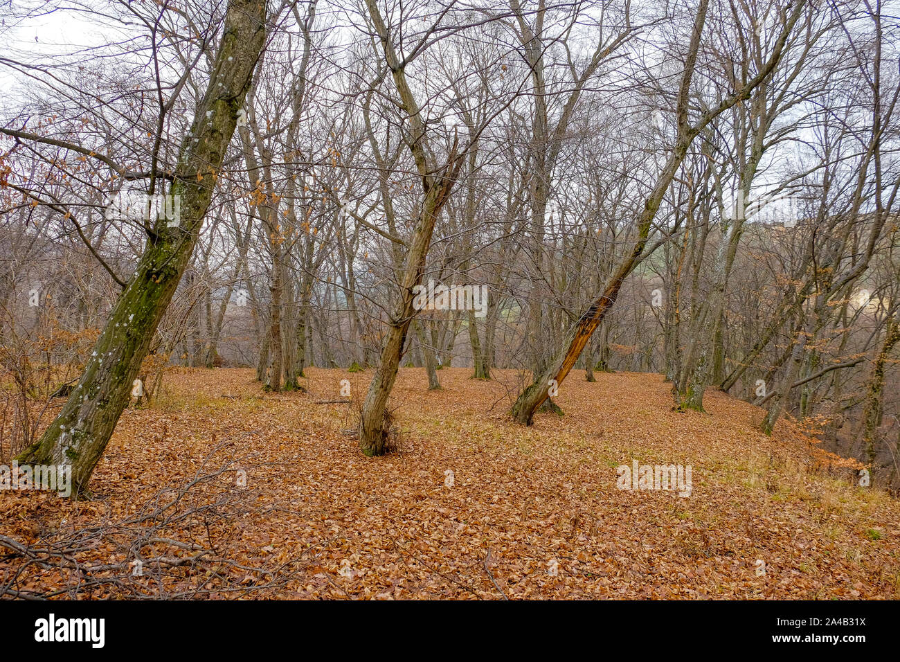 Hoia Baciu Forest. The World Most Haunted Forest with a reputation for ...
