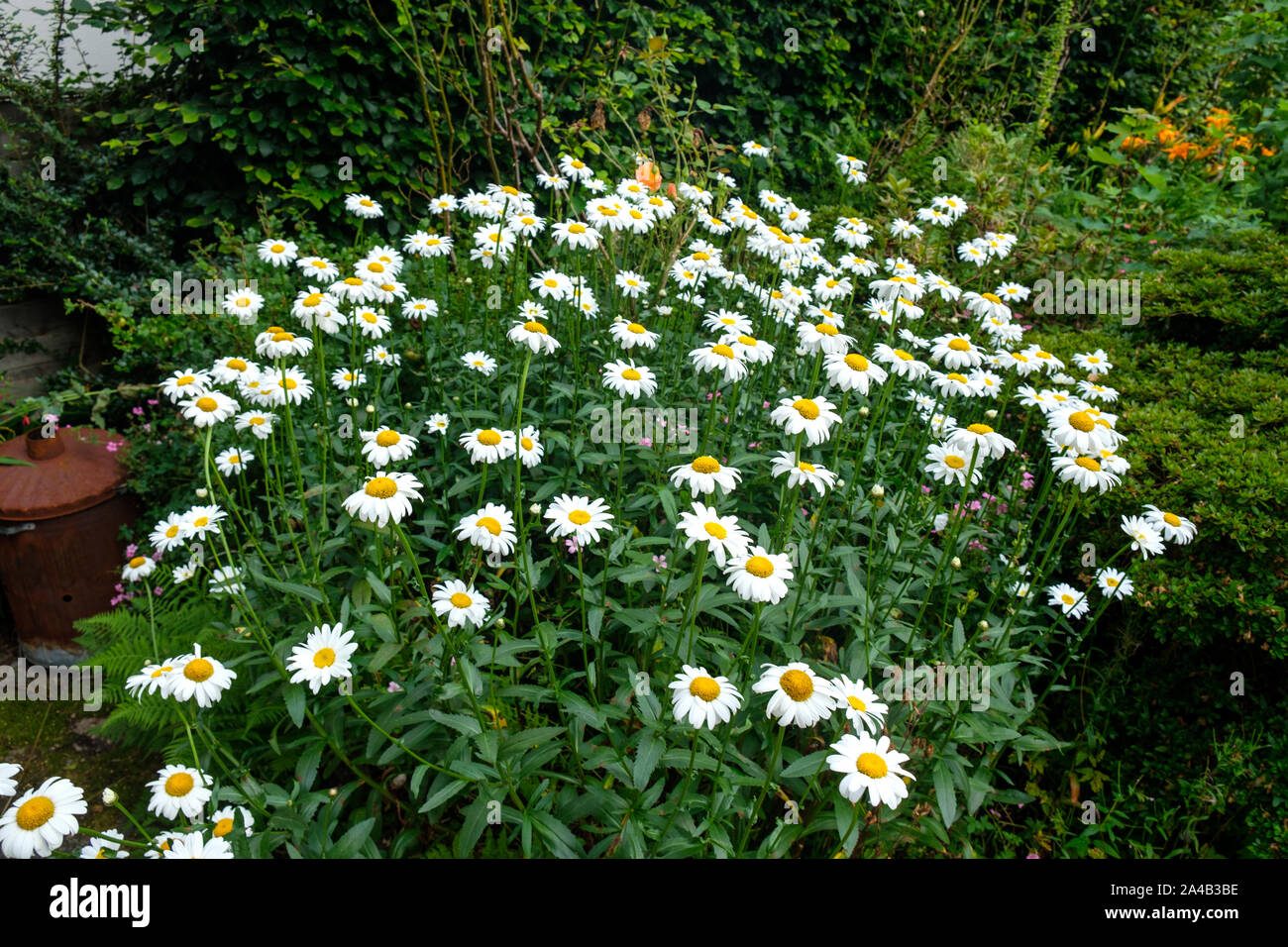 Garden daisy uk hi-res stock photography and images - Alamy