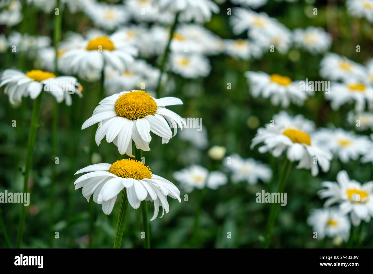 Garden daisy uk hi-res stock photography and images - Alamy