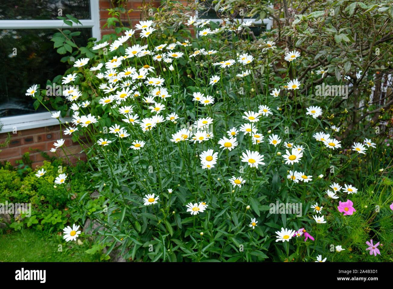 Daisy garden hi-res stock photography and images - Alamy