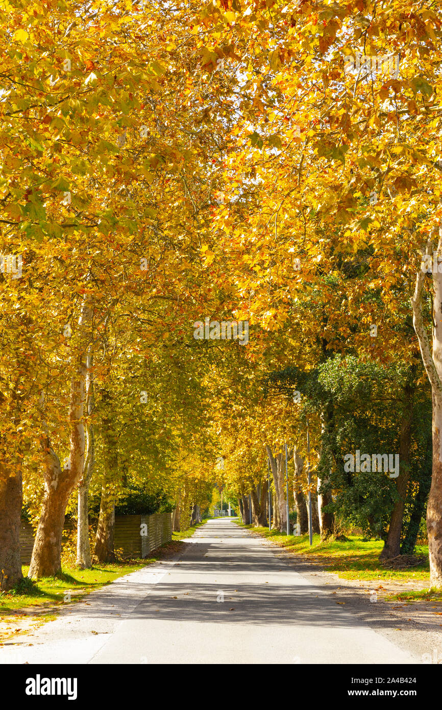 Tree lined street Stock Photo - Alamy