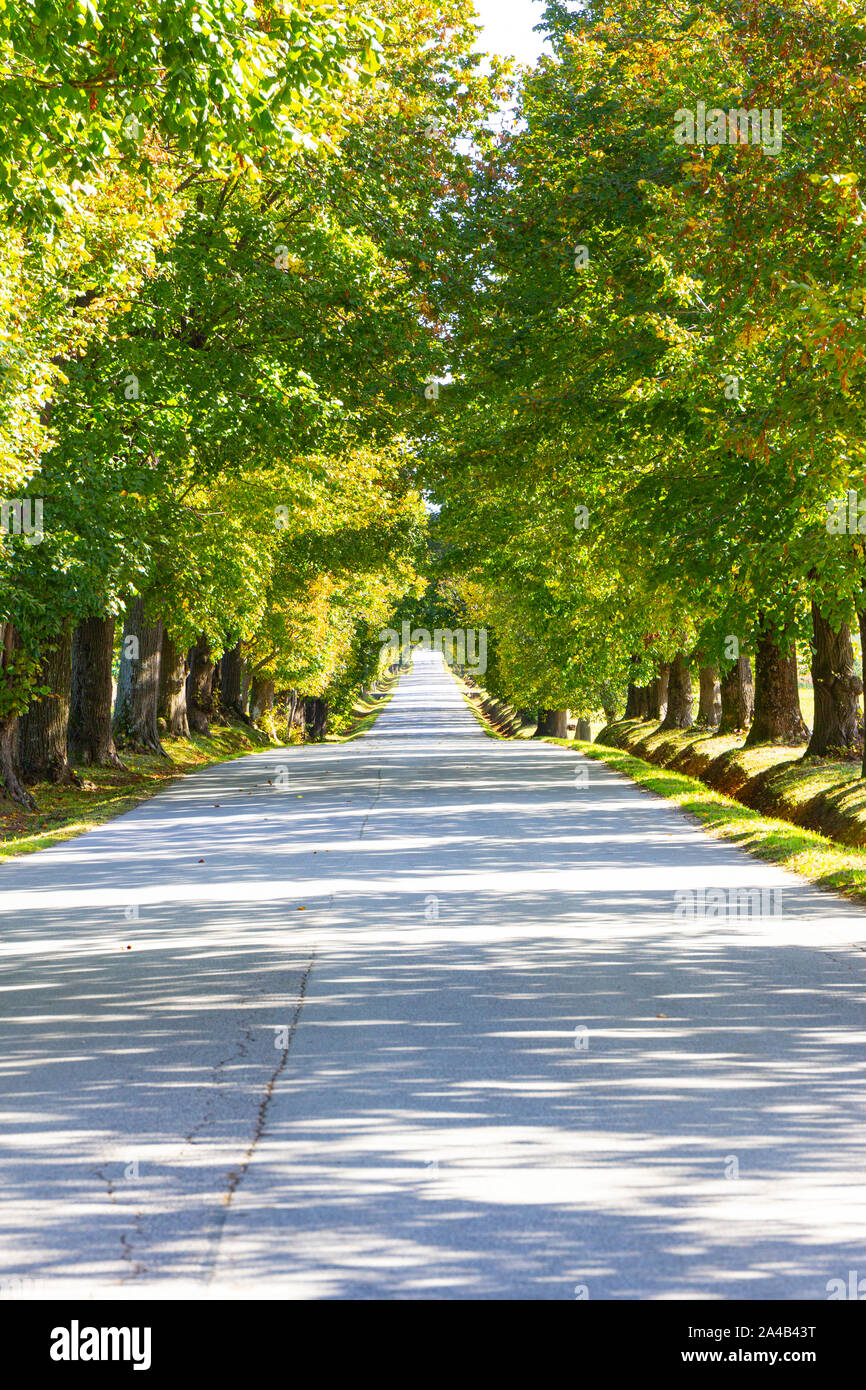 Tree lined street Stock Photo - Alamy