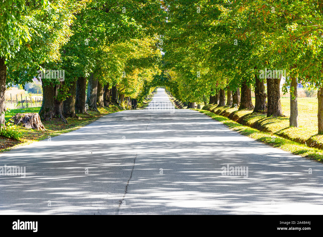 Tree lined street Stock Photo - Alamy