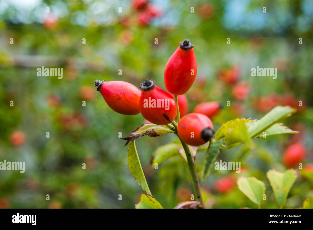 Rosehip Rosa canina Stock Photo - Alamy