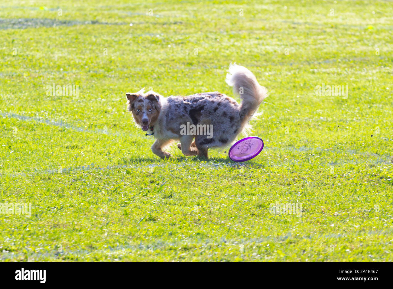 Dog playing with frisbee Stock Photo - Alamy