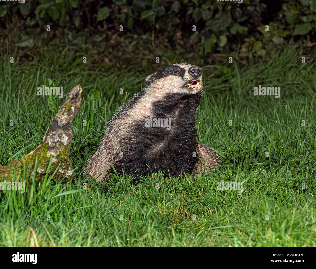 Eurasian Badger foraging for food Stock Photo - Alamy
