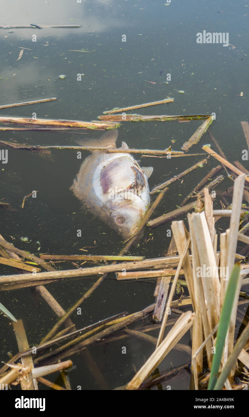 Dead fish in the pond Stock Photo - Alamy