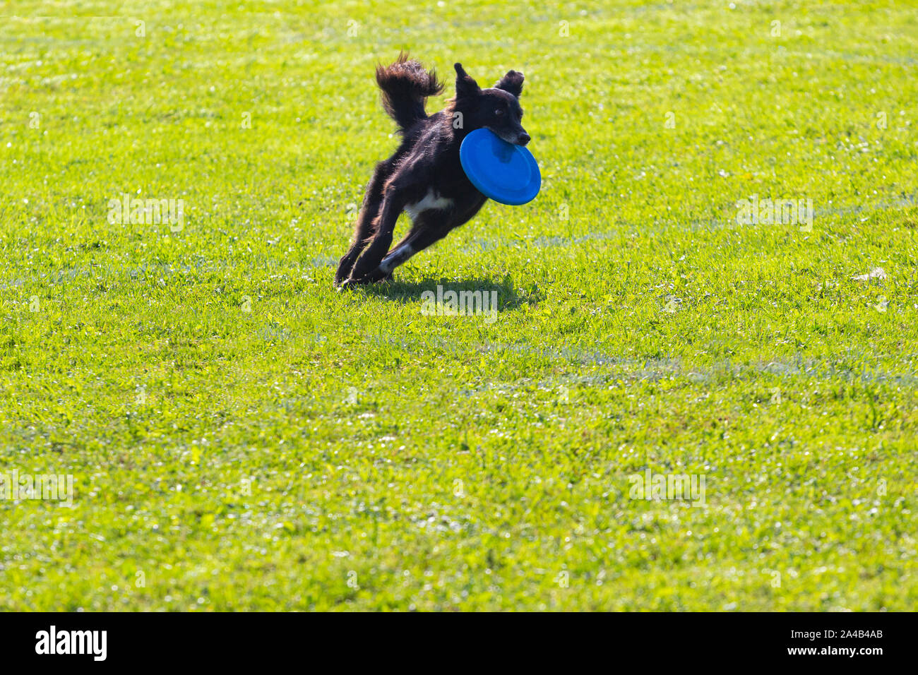 Dog playing with frisbee Stock Photo - Alamy