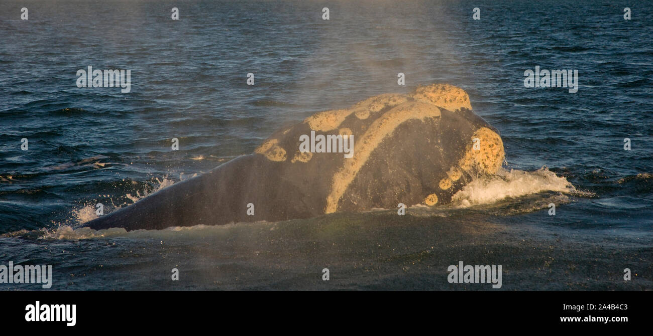 Ballena franca austral o meridional (Euabalaena australis),Puerto ...