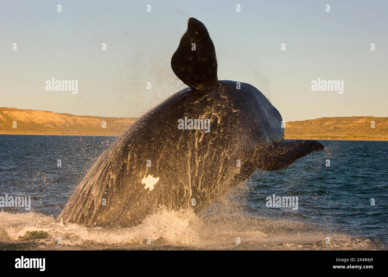 Ballena franca austral eubalaena australis hi-res stock photography and ...