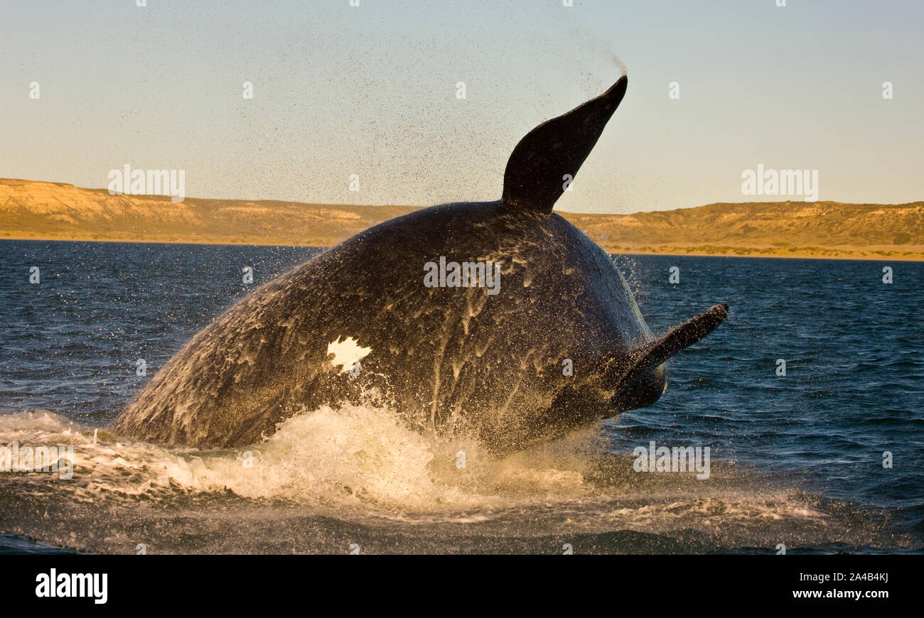 Ballena franca austral o meridional (Euabalaena australis),Puerto ...