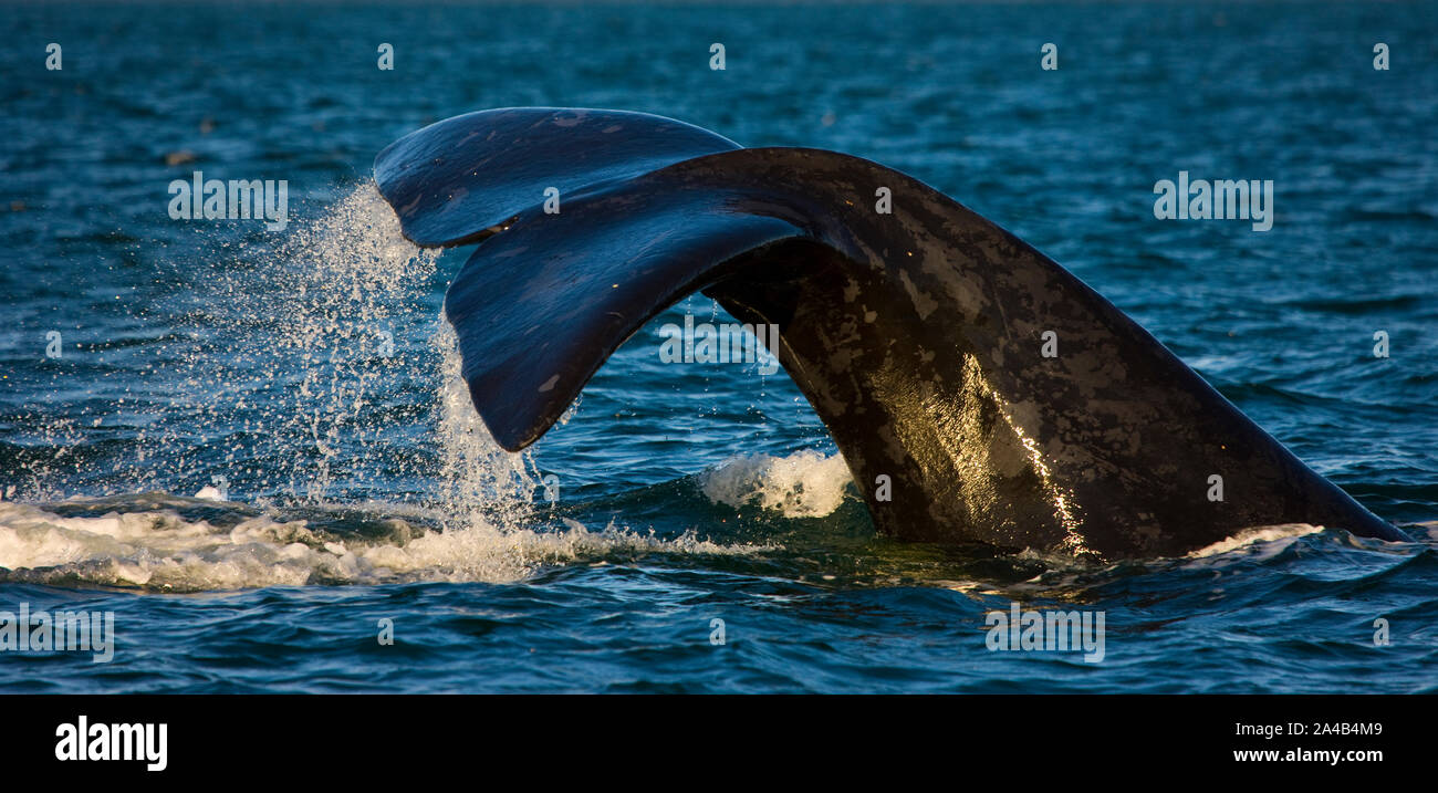 Ballena franca austral o meridional (Euabalaena australis),Puerto ...