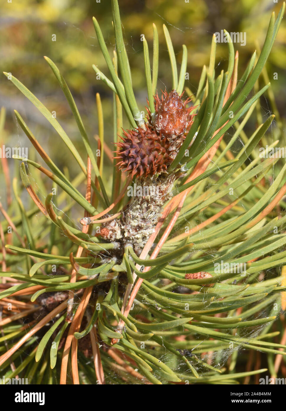 Shore pine pinus contorta contorta hi-res stock photography and images ...
