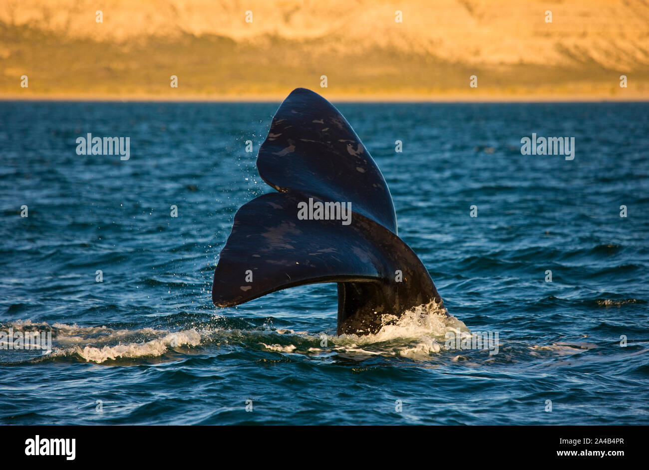 Ballena franca austral o meridional (Euabalaena australis),Puerto ...