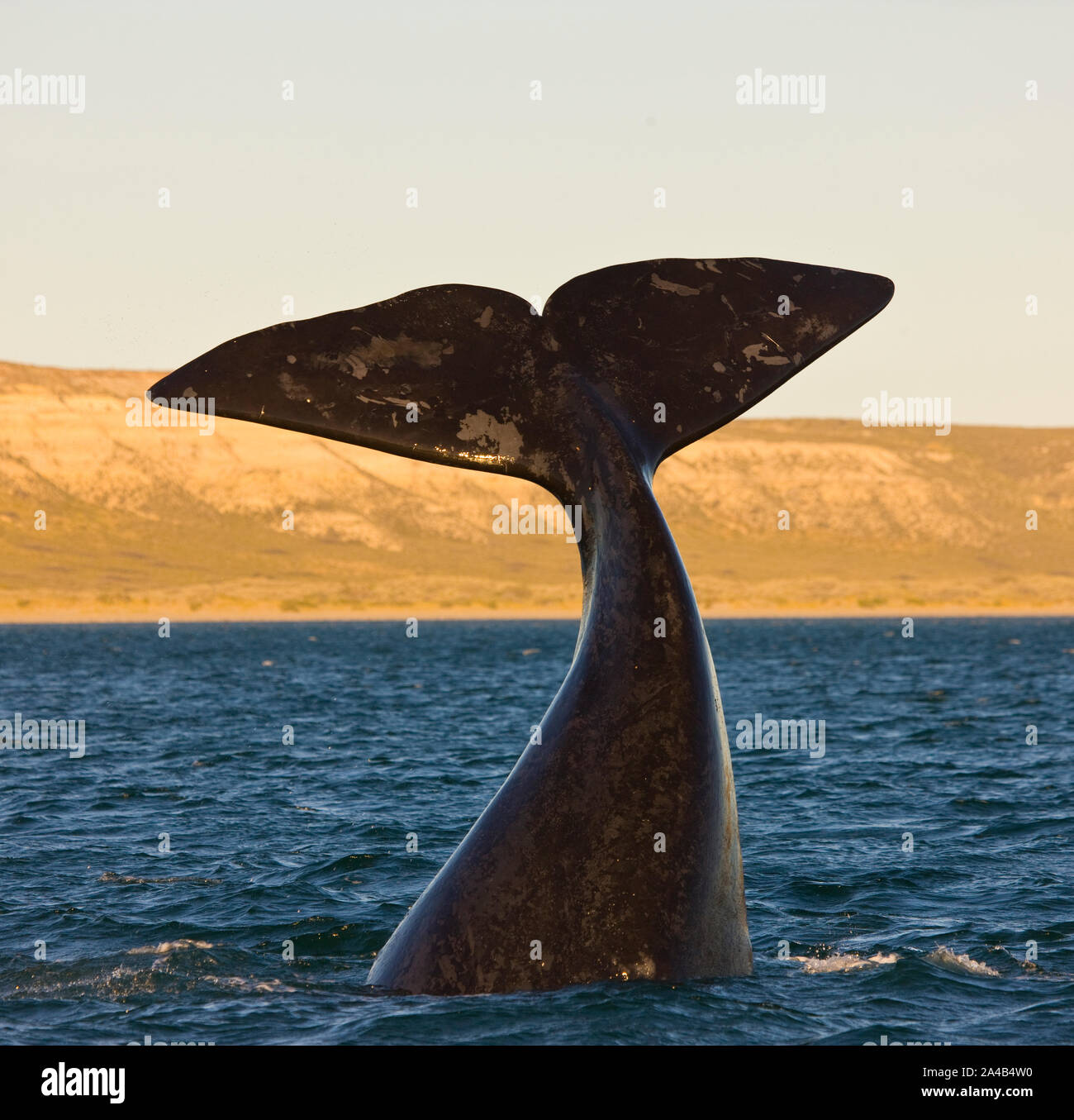 Ballena franca austral o meridional (Euabalaena australis),Puerto ...