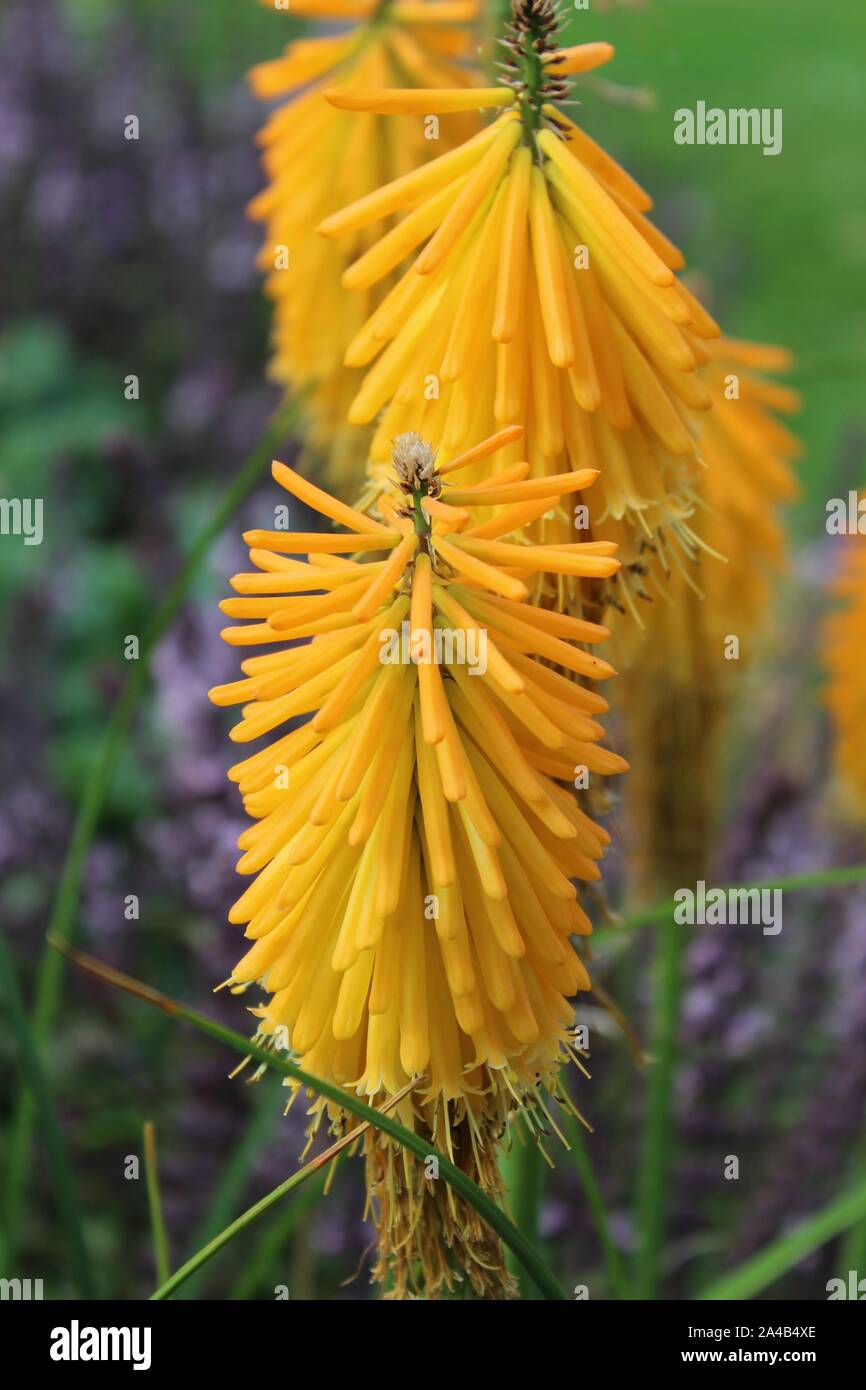 Tritoma Stock Photos & Tritoma Stock Images - Alamy