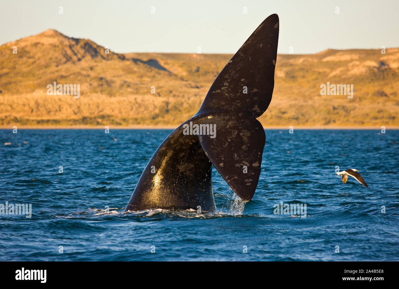 Ballena franca austral o meridional (Euabalaena australis),Puerto ...