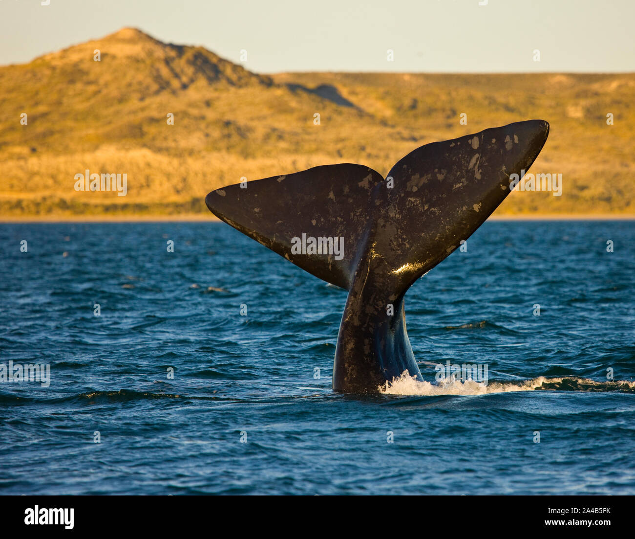 Ballena franca austral o meridional (Euabalaena australis),Puerto ...