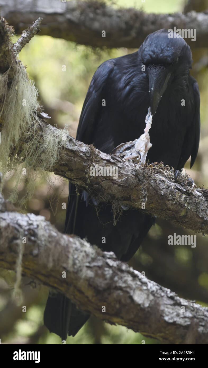 Claws tear hi-res stock photography and images - Alamy