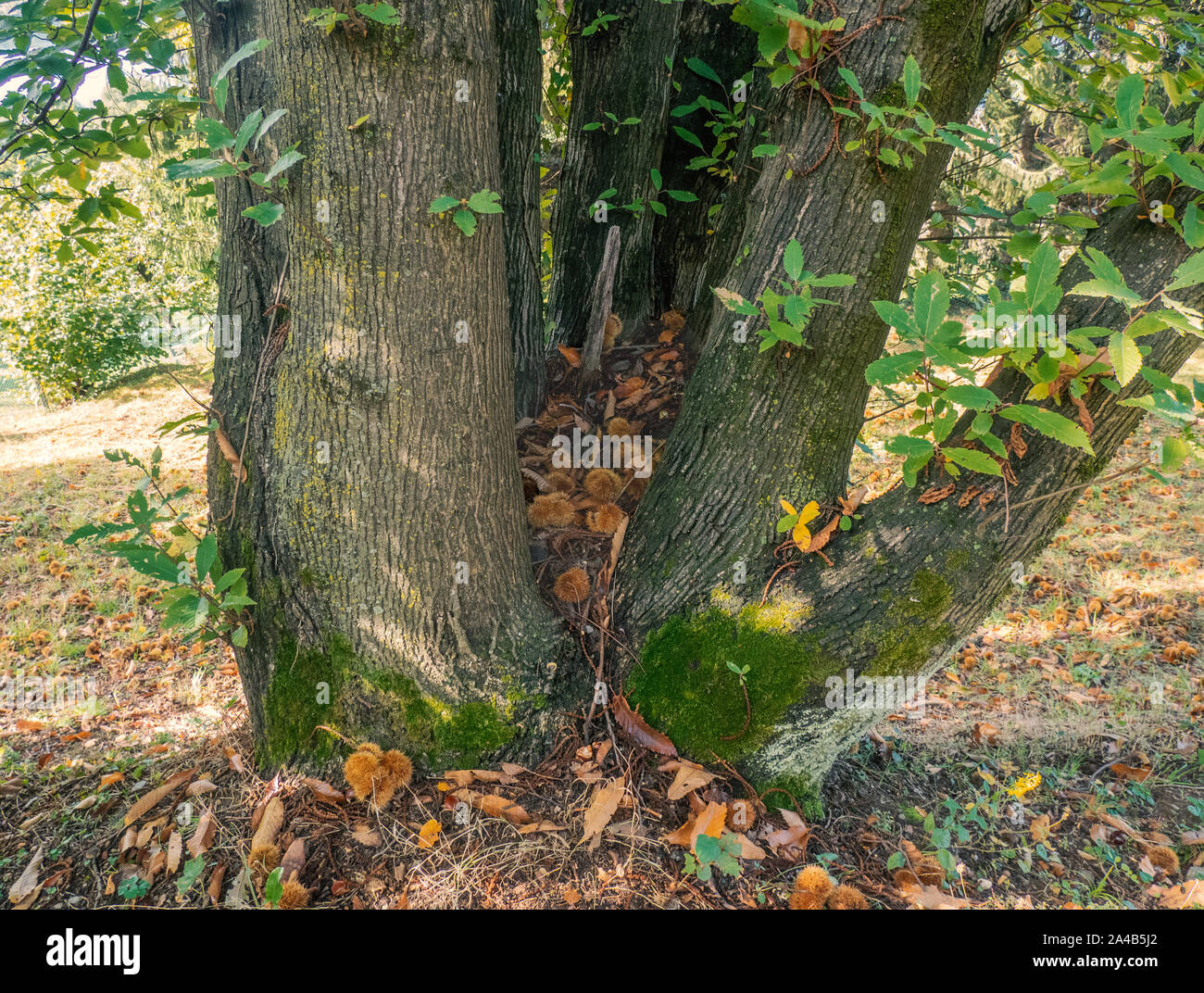 trunk of a large chestnut tree inside which curls have accumulated with ...