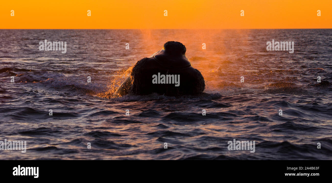 Ballena franca austral o meridional (Euabalaena australis),Puerto ...