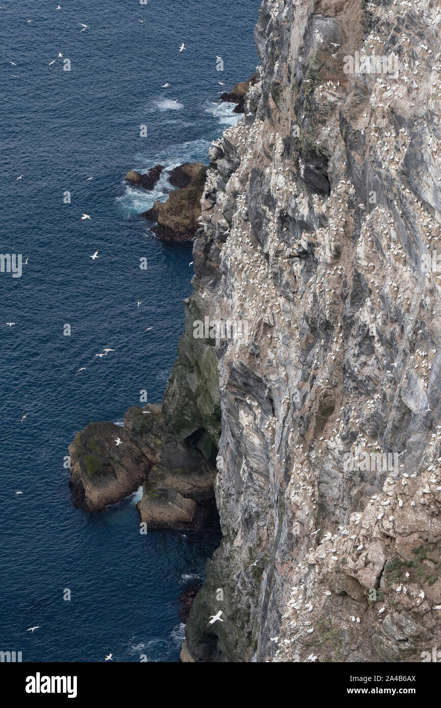 Saito gannetry, Hermaness NNR, Unst, Shetland, Scotland Stock Photo - Alamy