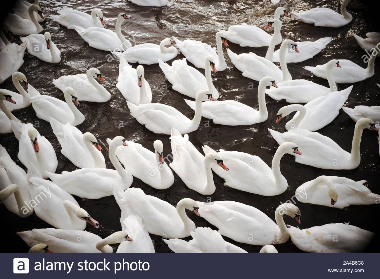 British River Birds High Resolution Stock Photography and Images - Alamy