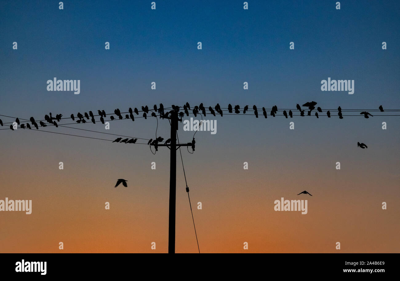 silhouettes of birds on power lines durning dusk, Vibrant sunset dusk ...