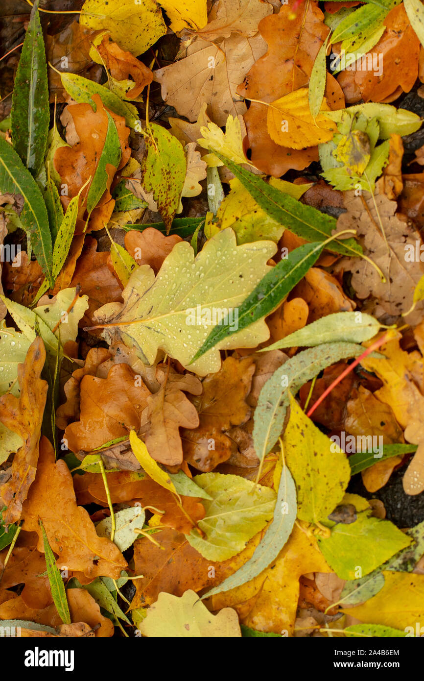 Texture of fallen leaves of different tree species on the ground Stock ...
